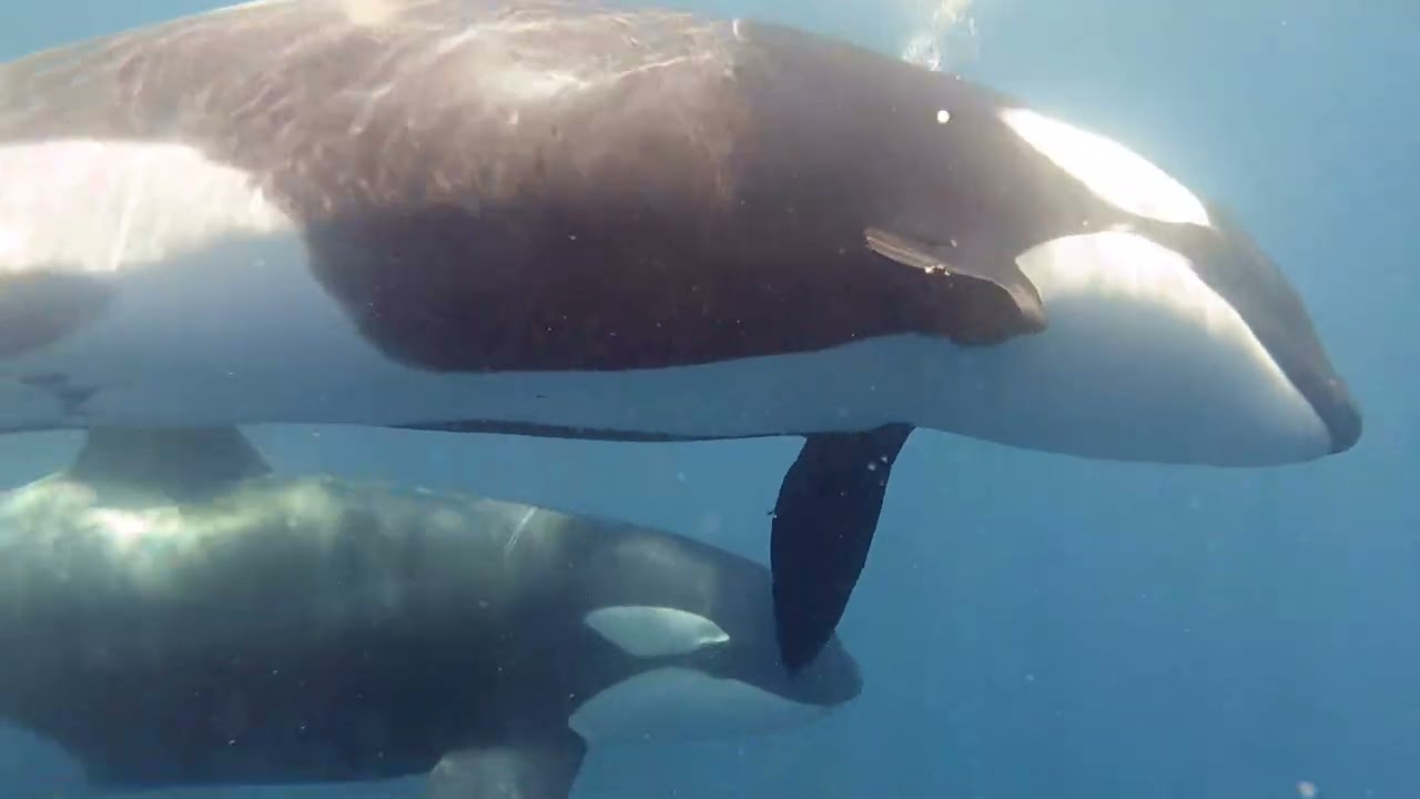 Orcas interactuando con patera Marroqui / Killer whales interacting ...