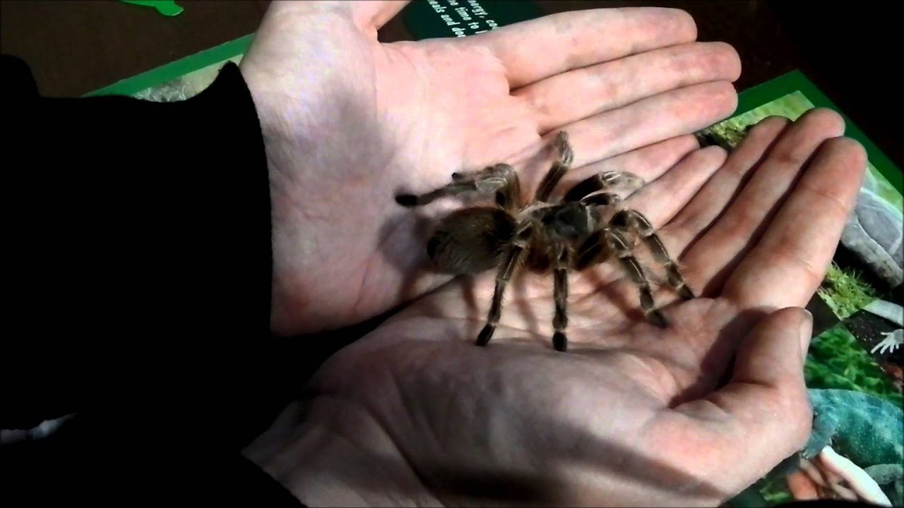 Holding the Tarantula! - YouTube