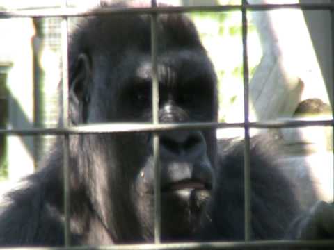 spitting monkey - YouTube