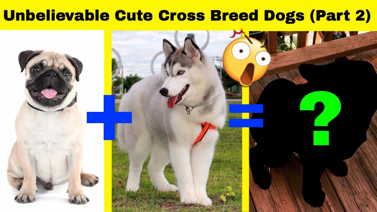Unbelievable Cute Cross Breed Dogs (Part 2) - YouTube