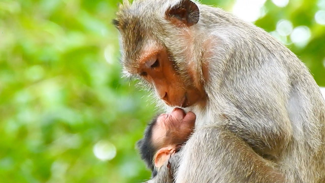 The youngest mother monkey ALIKA is giving vert good take care to ...