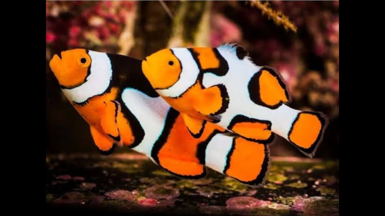 Pet Fishes , Nemo look alike , Pet Shrimps - YouTube