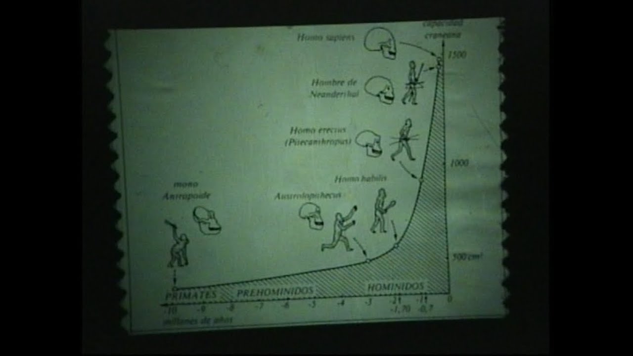 El Origen del Hombre El Australopithecus Henryk Karol Kocyba - YouTube