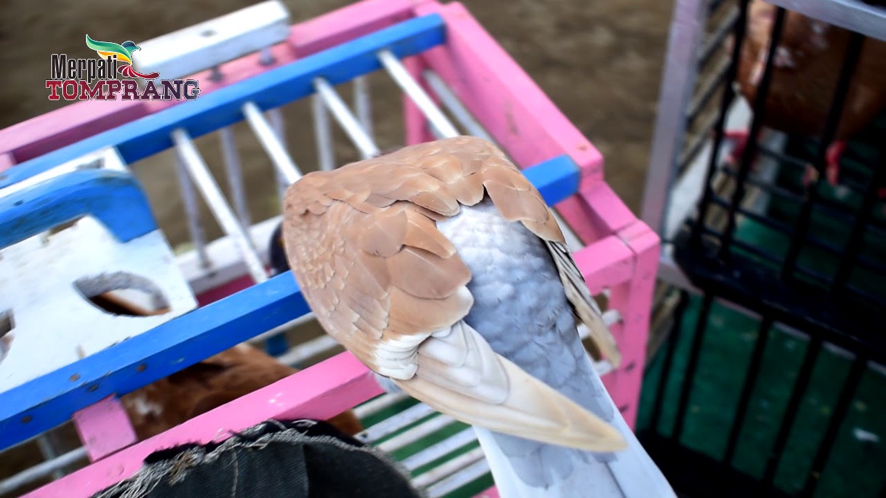 REVIEW ANAK MERPATI PRABOWO | MERPATI TOMPRANG - YouTube
