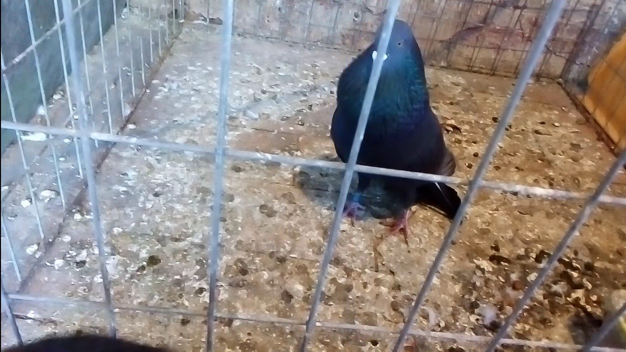 Mirar que palomo cruzado más bonito.. - YouTube