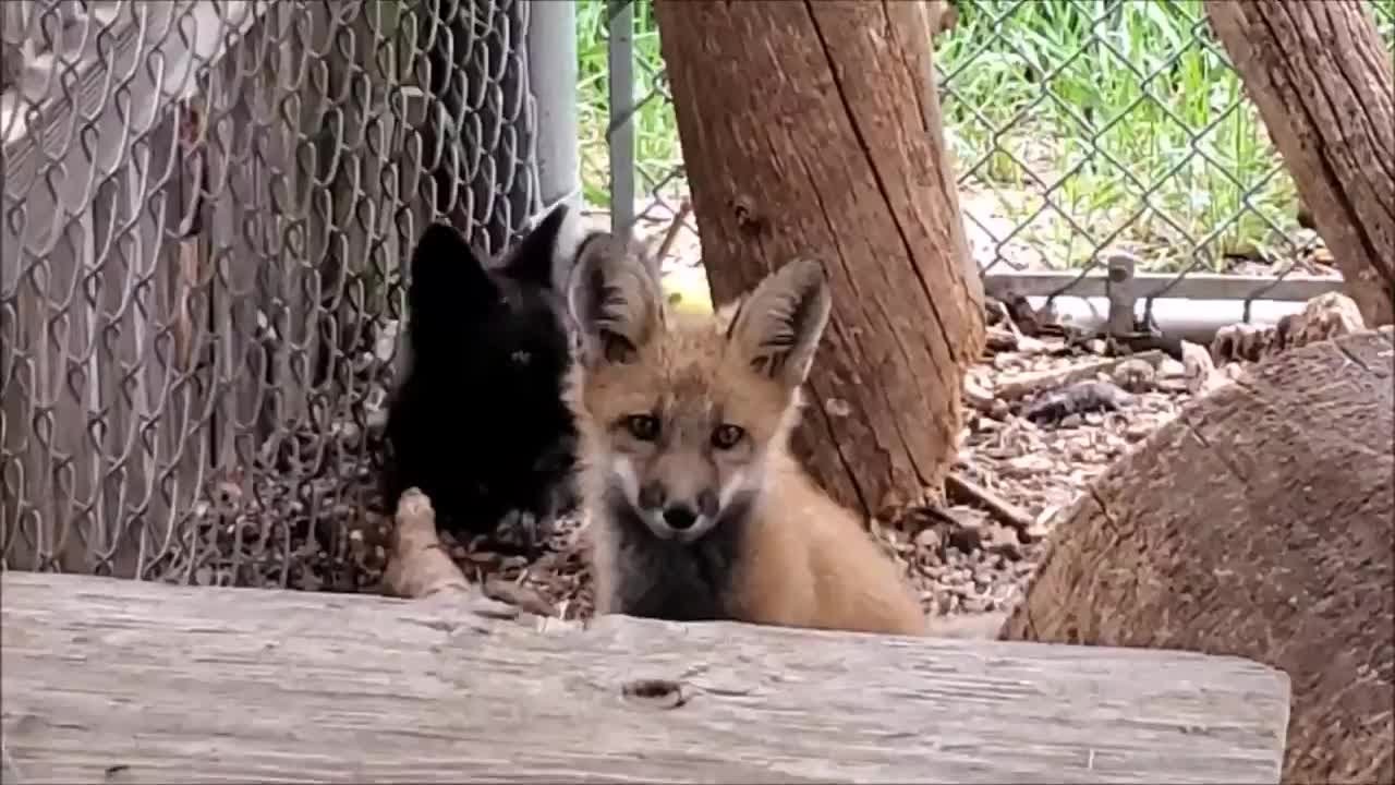 'Red Foxes Are Not Always Red': Black Fox Pup Caught Raiding Chicken ...