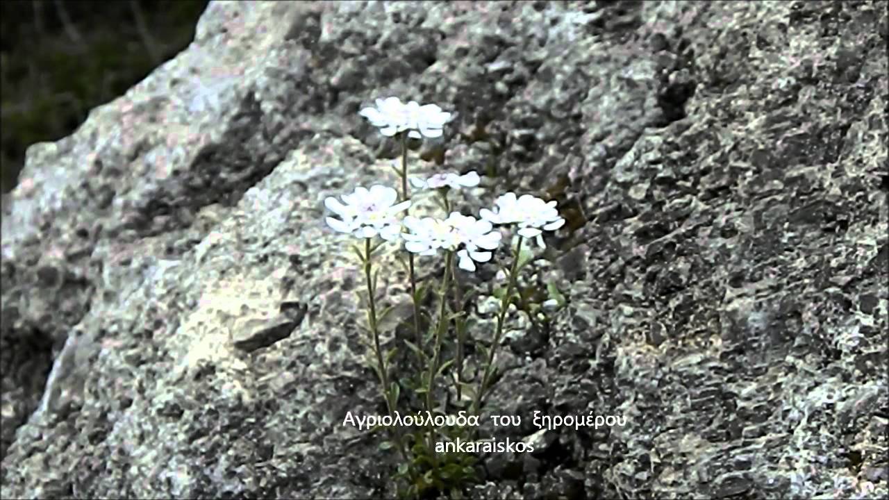 ΑΓΡΙΟΛΟΥΛΟΥΔΑ ΤΟΥ ΞΗΡΟΜΕΡΟΥ - YouTube