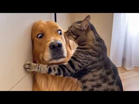 When Kitten Boss Around Big Dogs 🤣 Funny Cat Videos 2025 Ever!