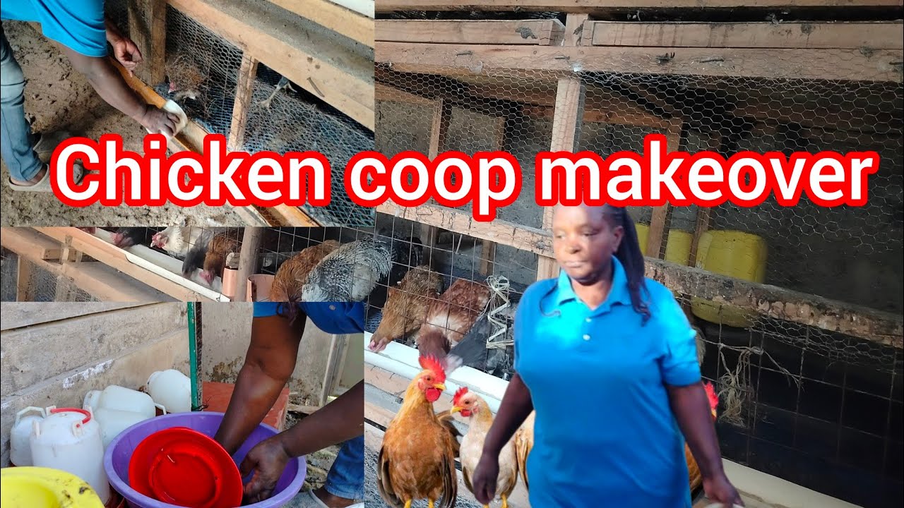 Chicken coop clean-up/cleaning, feeding and watering our chickens ...