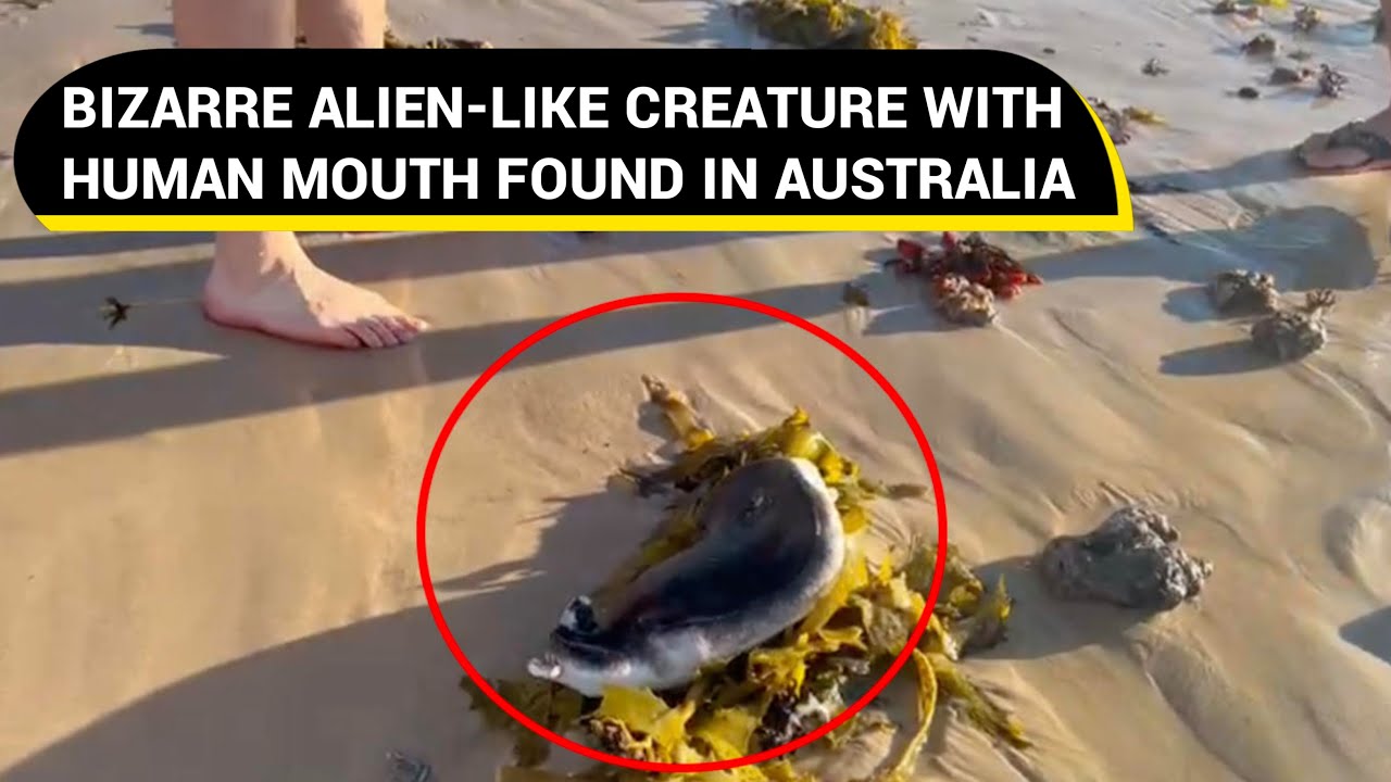 Bizarre alien-like creature with 'human lips' washes up on Australia's ...