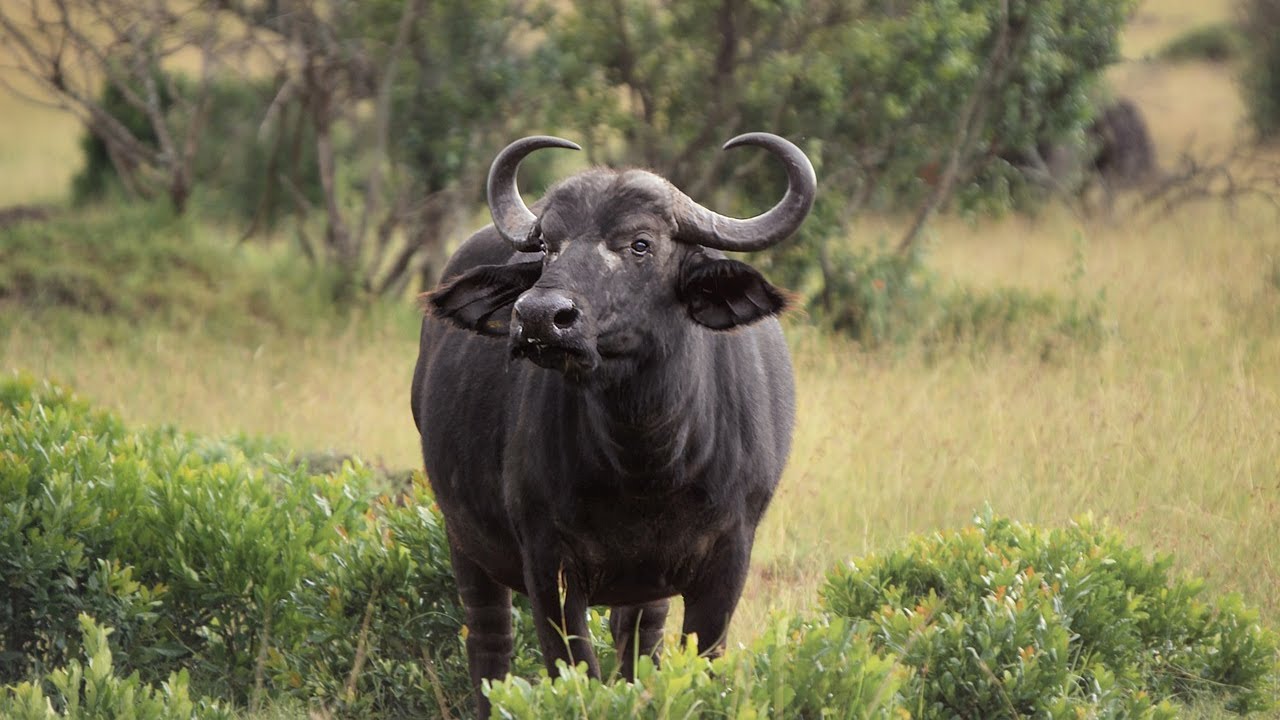 Buffalo 4K - Buffalo Eating Grass - Herd of Buffalo - YouTube