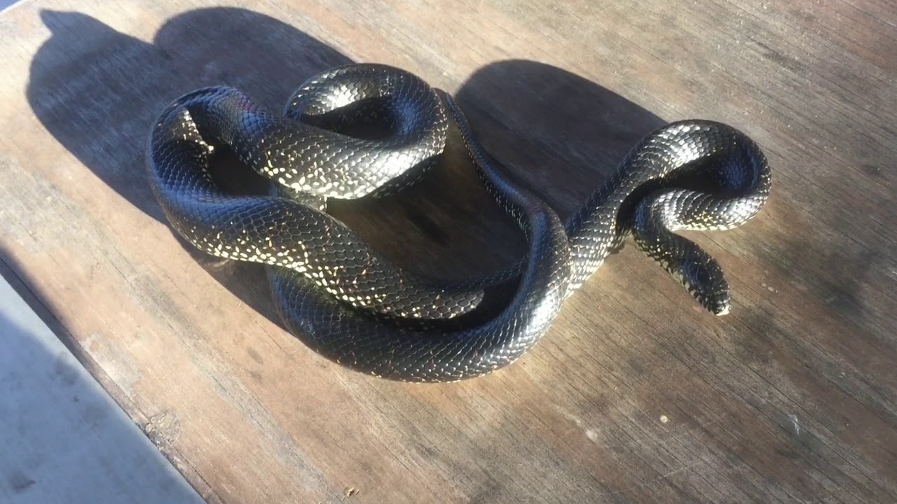 KY Wildlife Black Kingsnake - YouTube