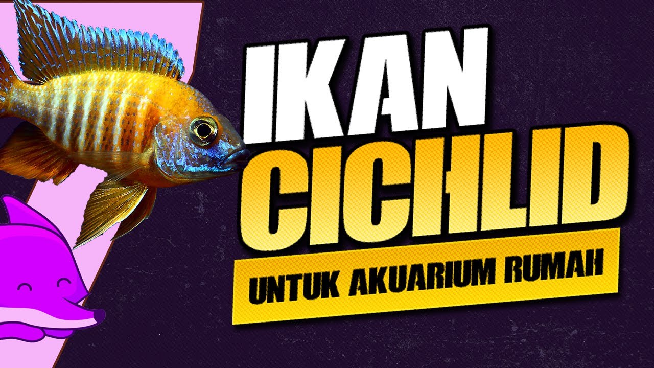 JENIS-JENIS IKAN CICHLID, DARI YANG MURAH SAMPAI YANG SEHARGA MOBIL ...