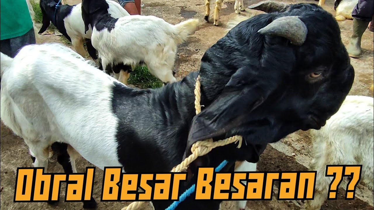 OBRAL BESAR BESARAN ??? PASAR PON TRENGGALEK - YouTube