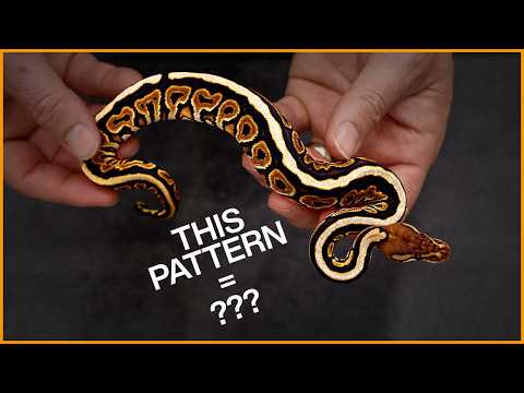Can you guess this Ball Python combo?! | Guess the Morph!