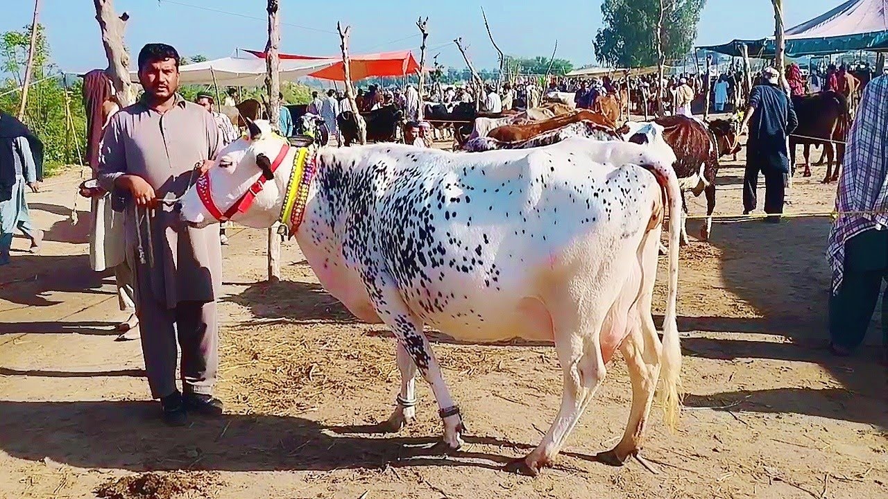 Today Gondal Mandi latest update 22 April 2024! Milking Cows Fresh Rate ...