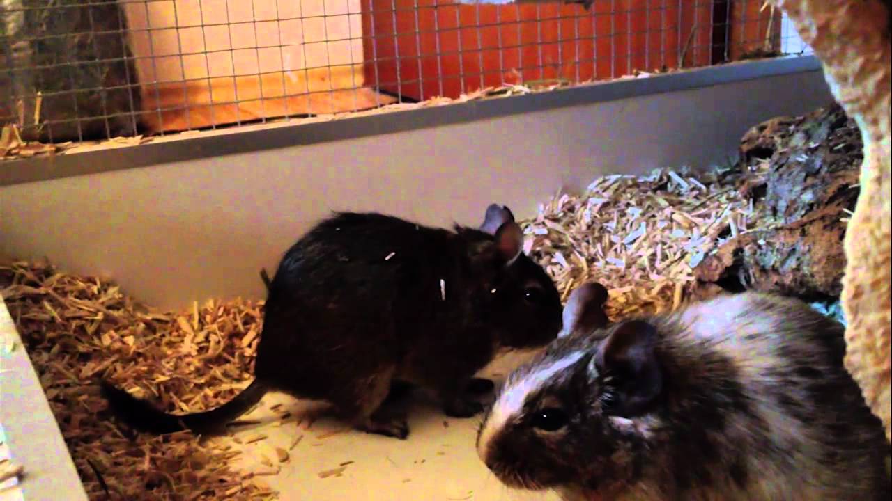 Degus Boxing - YouTube