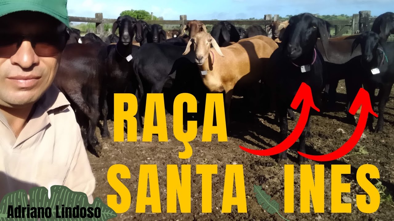A raça Santa Inês - YouTube