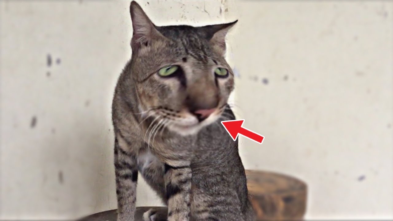 Wow!! Cat very cute animal So cute and lovely Adorable | Cat pich - YouTube