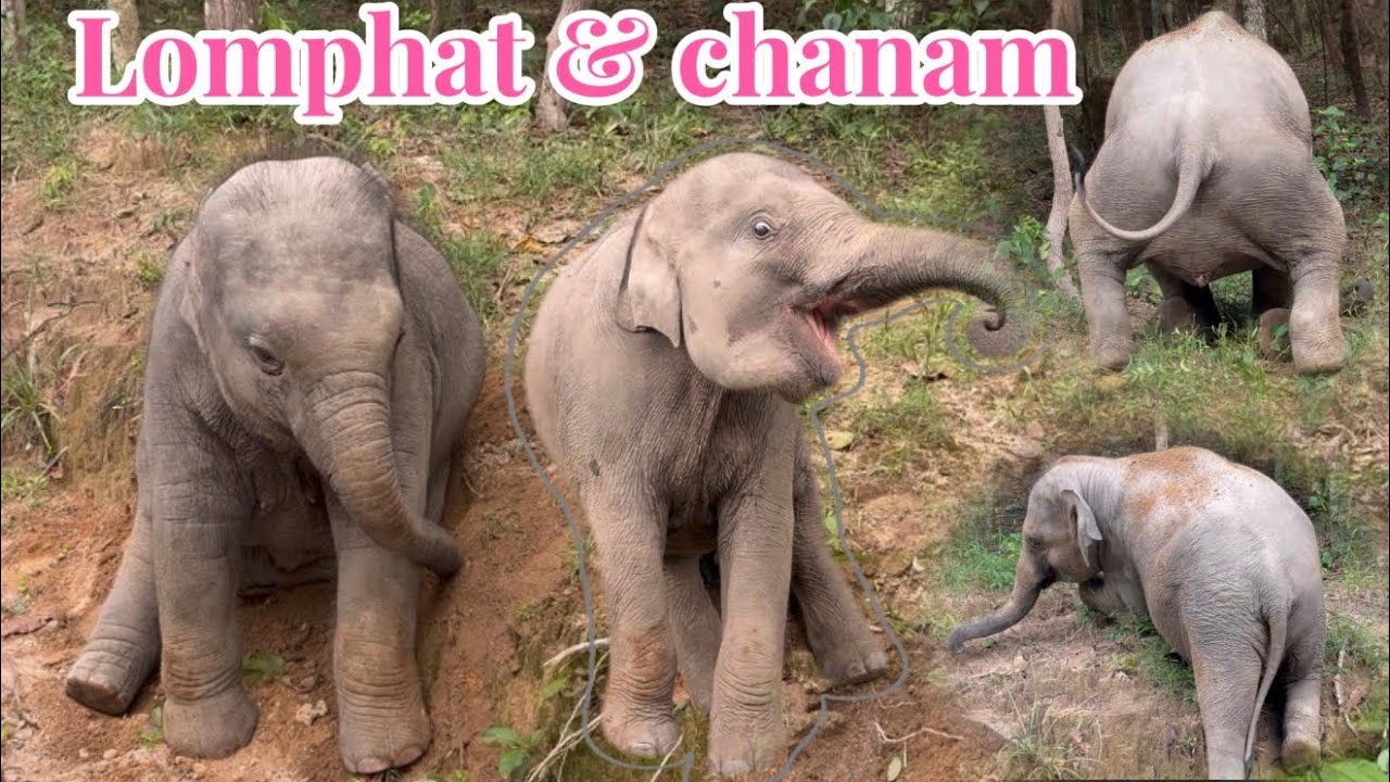 លំផាត់និងចាណាមចូលចិត្តលេងច្រើនដូចកូនក្មេងតូច,Lomphat and Channam love ...