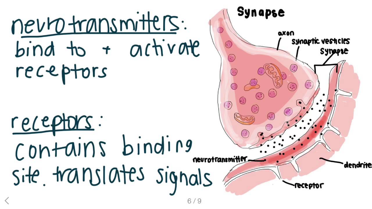 Events At A Synapse - YouTube
