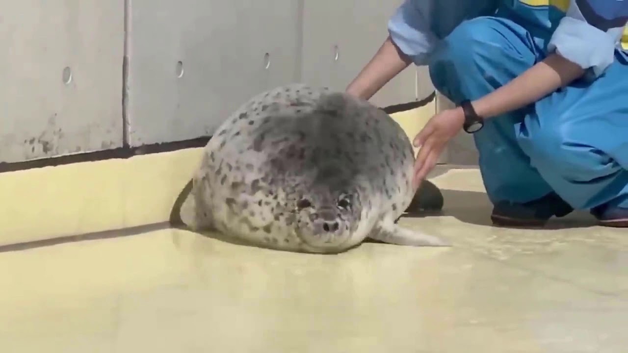 Theme of Floppy Dancing Seal, Long Version - YouTube