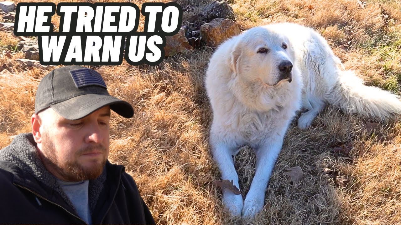 (EMOTIONAL VIDEO) GUARD DOG KNEW SOMETHING WASN'T RIGHT! - YouTube