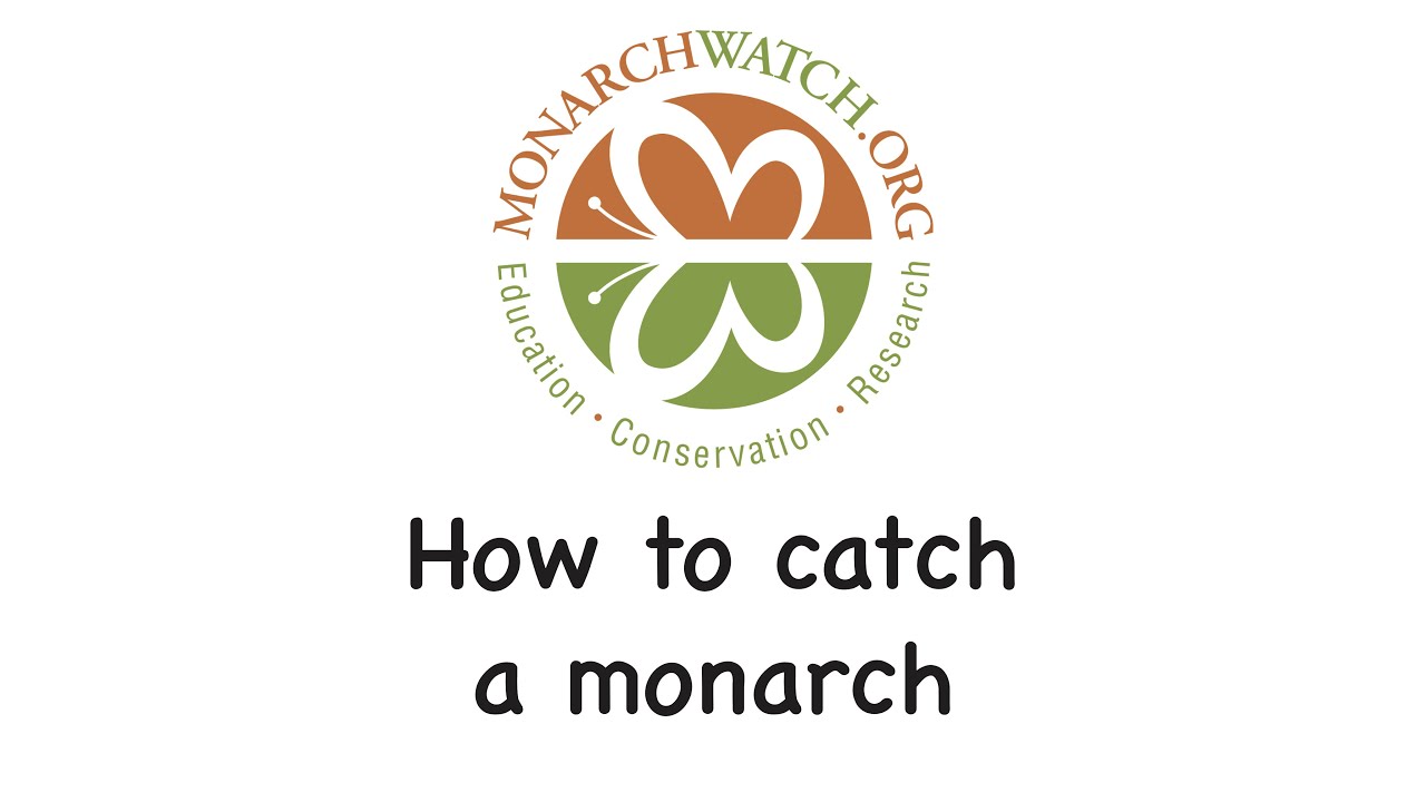 How to catch a monarch - YouTube