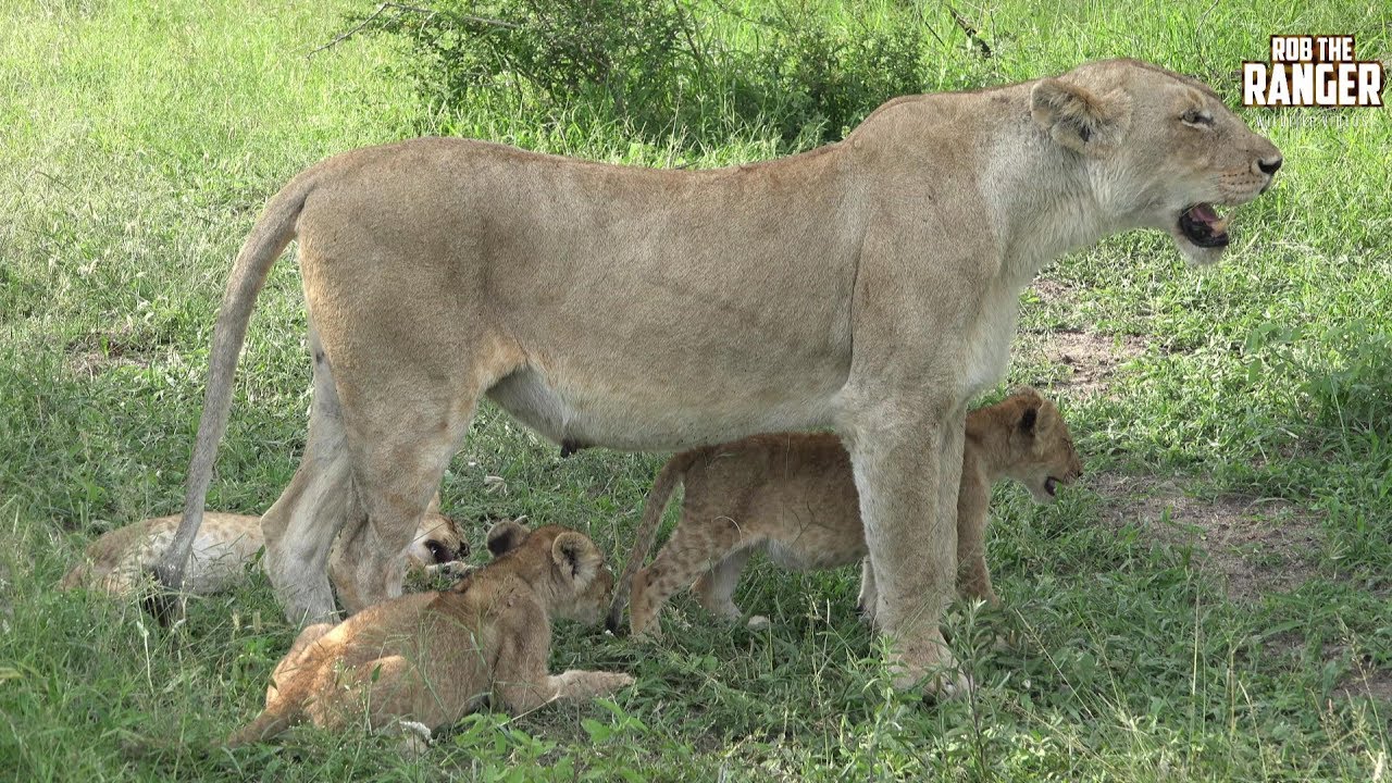 Daughters Of The Mapogo Lions - Rebuilding The Othawa Pride - 156: With ...