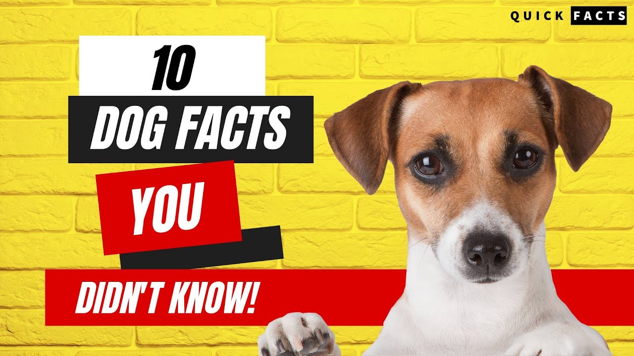 10 facts about dogs you probably didn't know - YouTube