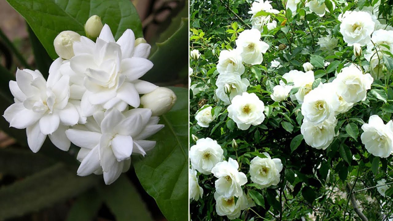 बस एक बार ये इस्तेमाल करो और जादू देखो। how to get more jasmine flowers ...