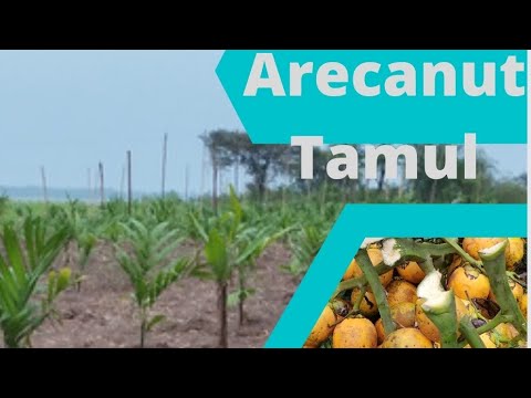 Arecanut Tamul plantation method - YouTube