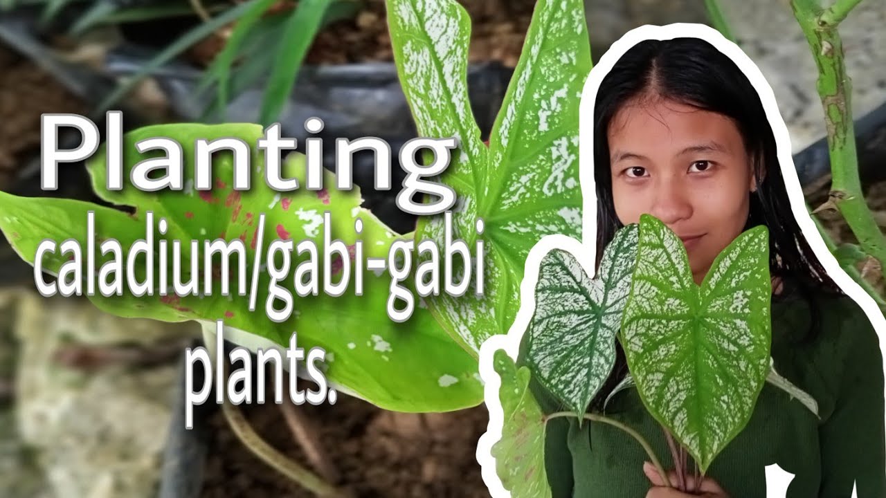 Planting caladium/gabi-gabi plants II Jenny Rose Mercader - YouTube