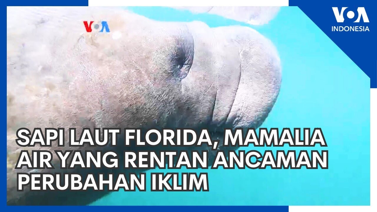 Sapi Laut Florida, Mamalia Air yang Rentan Ancaman Perubahan Iklim ...