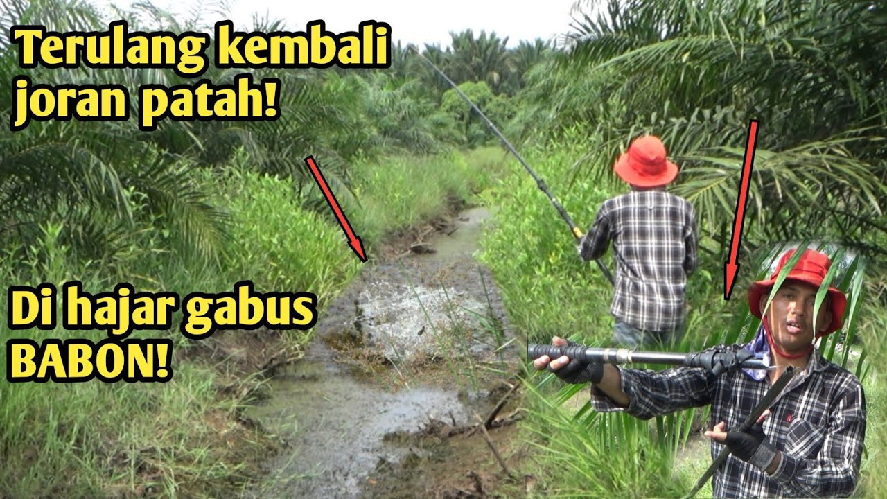 Eeeddaann! Pemancing kualahan di serang gabus||Traditional fishing ...