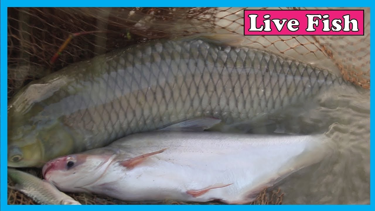 Live Carp Fish, Basa fish (Pangasius) & Tilapia Fish Catching in a Net ...