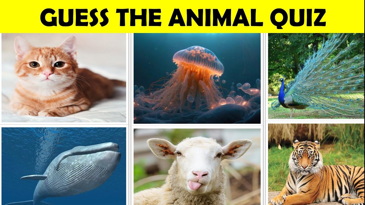 GUESS THE ANIMAL QUIZ- PART 1 |Braintastic Quizzes| - YouTube