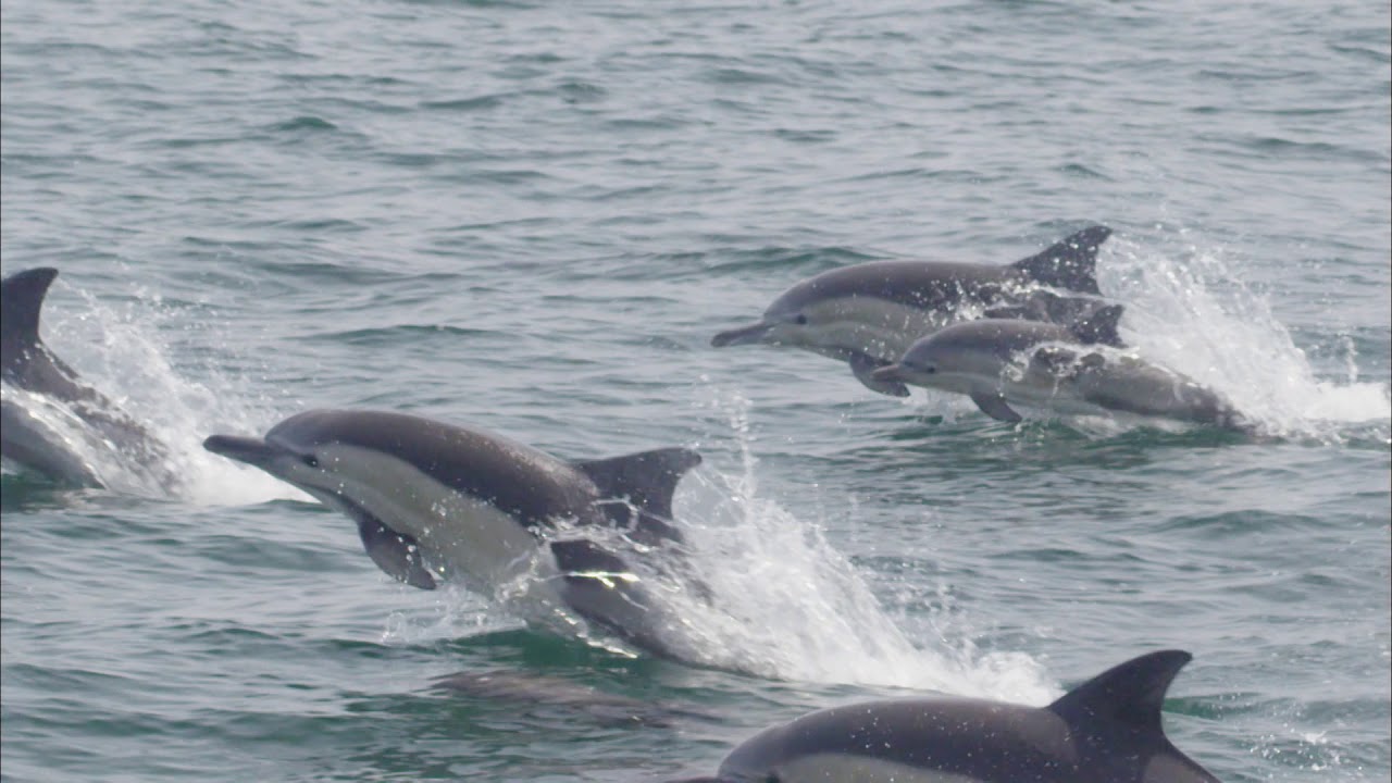 Common dolphin live in the East Sea, South Korea - YouTube