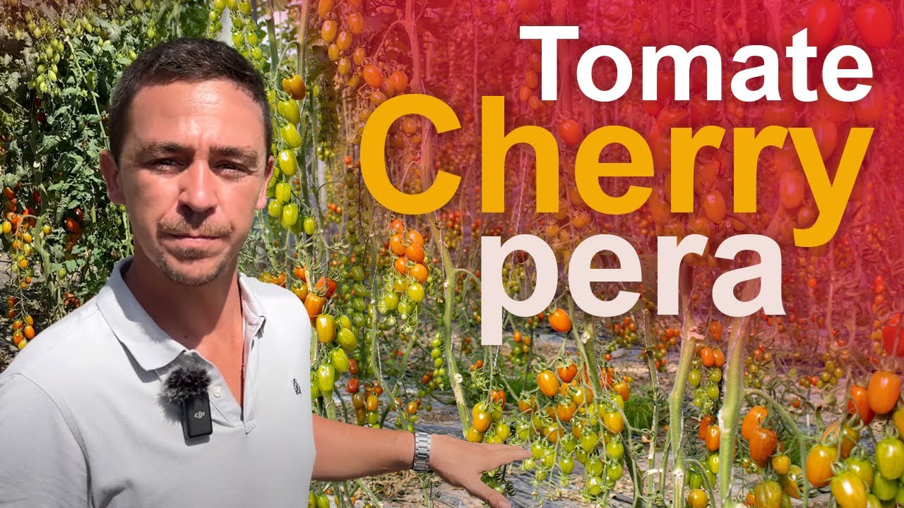 Explicación Cultivo de Tomate Cherry Pera | AGRI consejos - YouTube