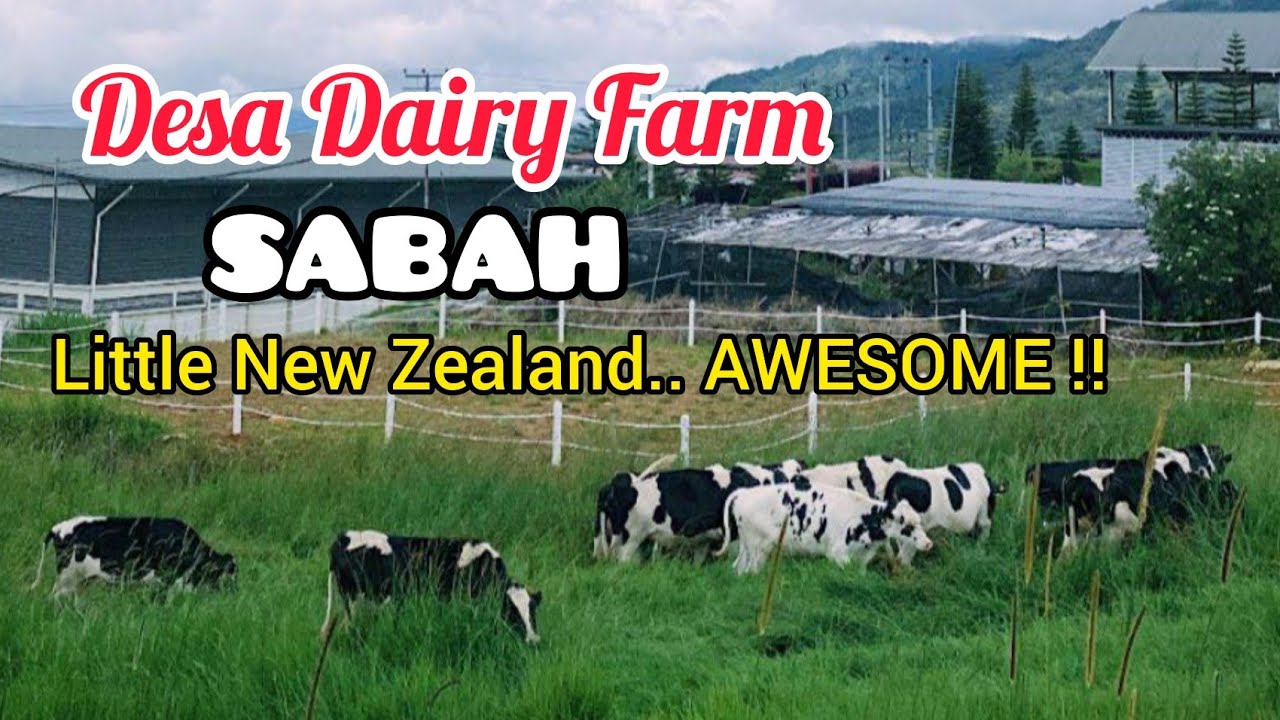 #vlog Desa Dairy Farm.. Kundasang Sabah.. AWESOME !!! - YouTube