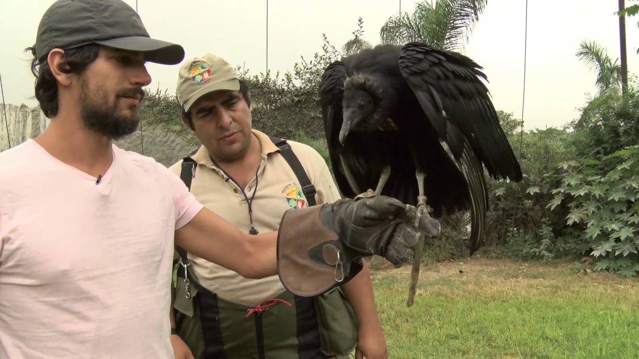 Gallinazos: Los guardianes ambientales de Lima - YouTube