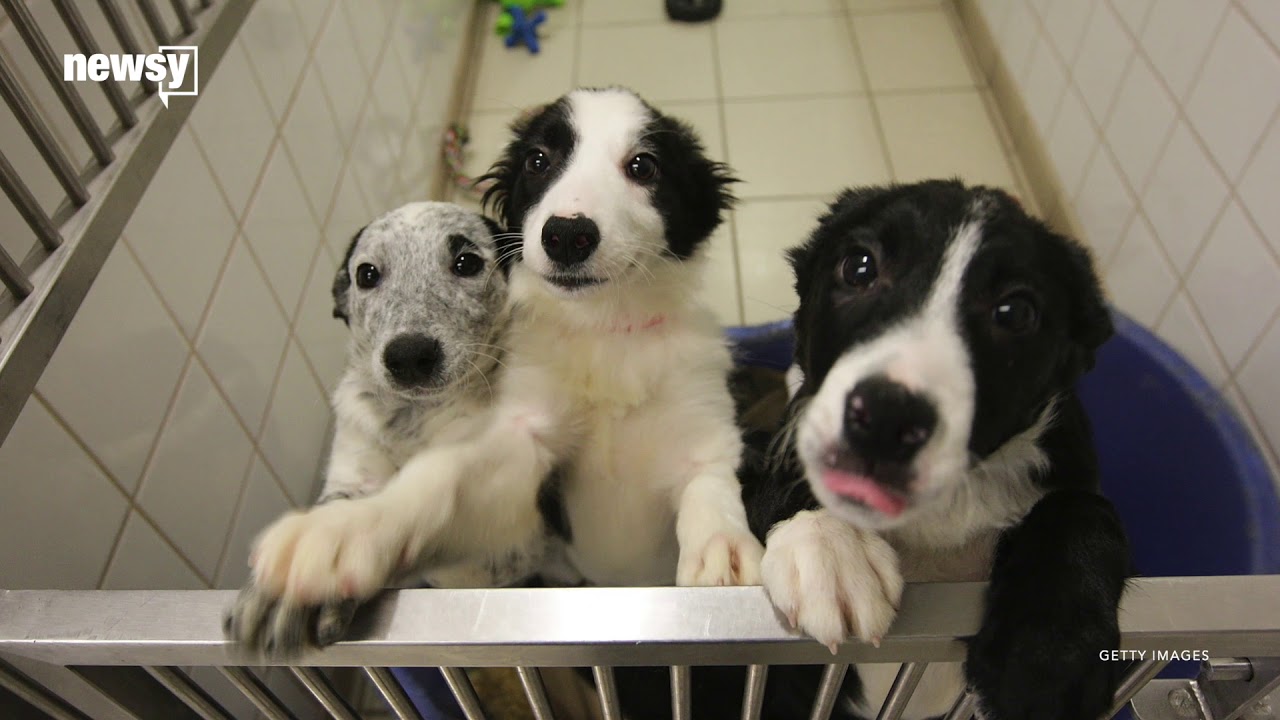 England to ban puppy, kitten sales at pet stores - YouTube