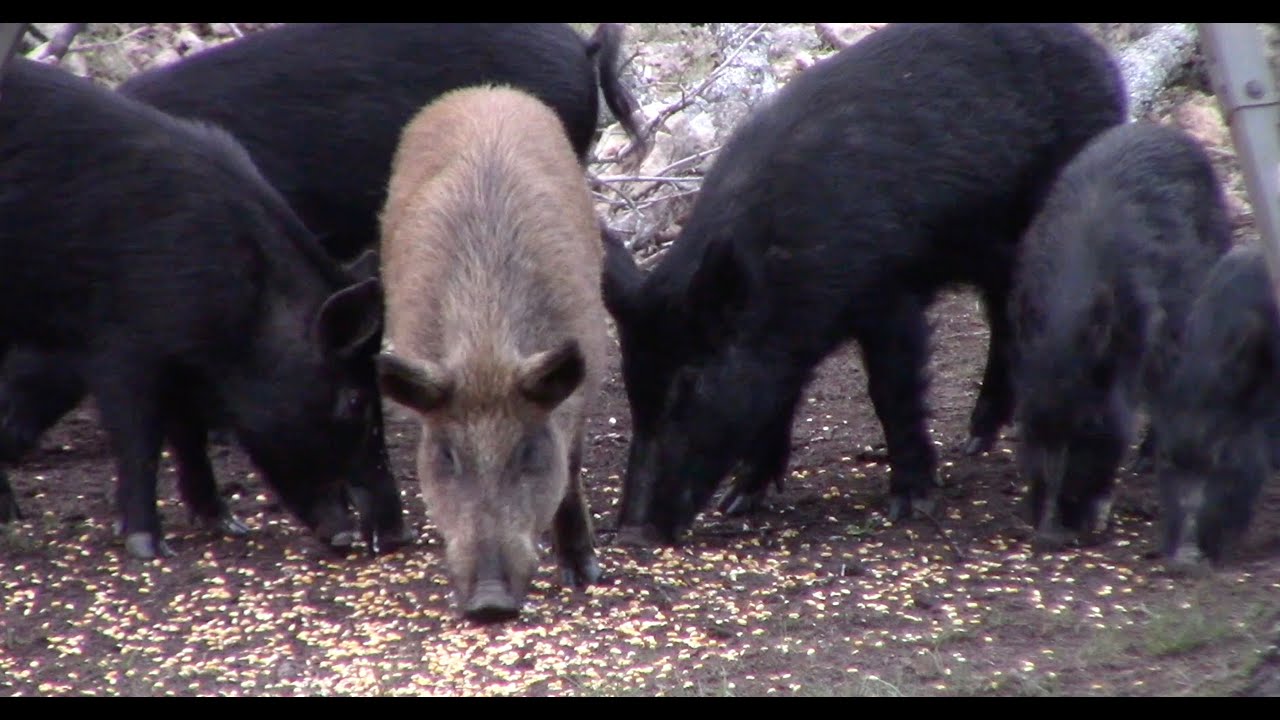 Bow Hunting Hogs For The Calico Pig Episode 63 - YouTube