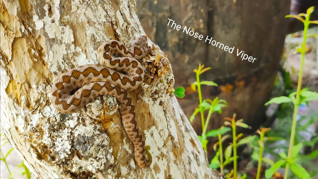 The Most Venomous Snake In Bulgaria - YouTube