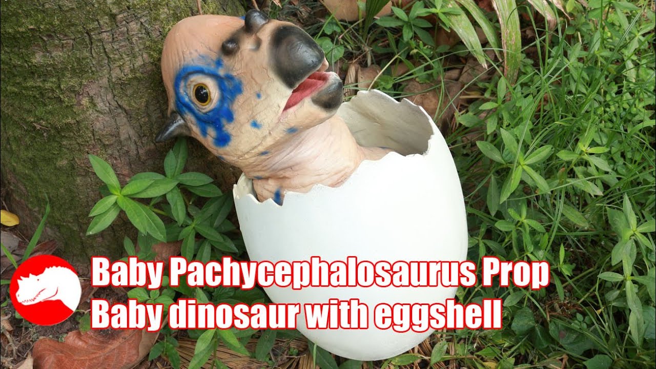 Real Baby Pachycephalosaurus Prop with Eggshell - YouTube