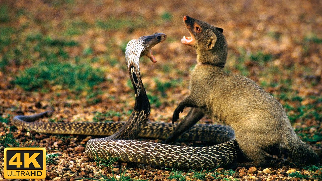 Wild Animal Attack | Animals Survival in Amboseli National Park, Kenya ...