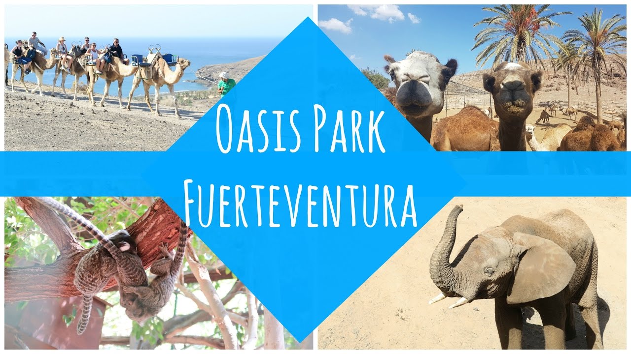 OASIS PARK FUERTEVENTURA - DAY AT THE ZOO - YouTube