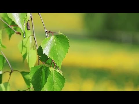 Birch Tree Branches And Leaves Stock Video