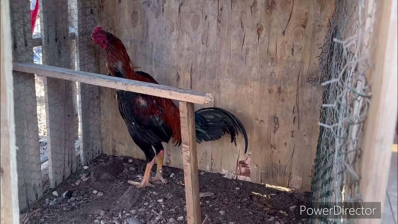 Rov update kuv tus qaib - YouTube