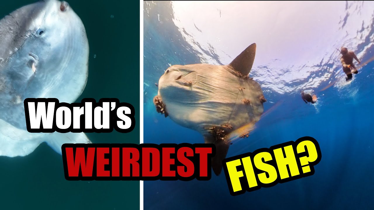 The Strangest Fish You’ll Ever See - YouTube